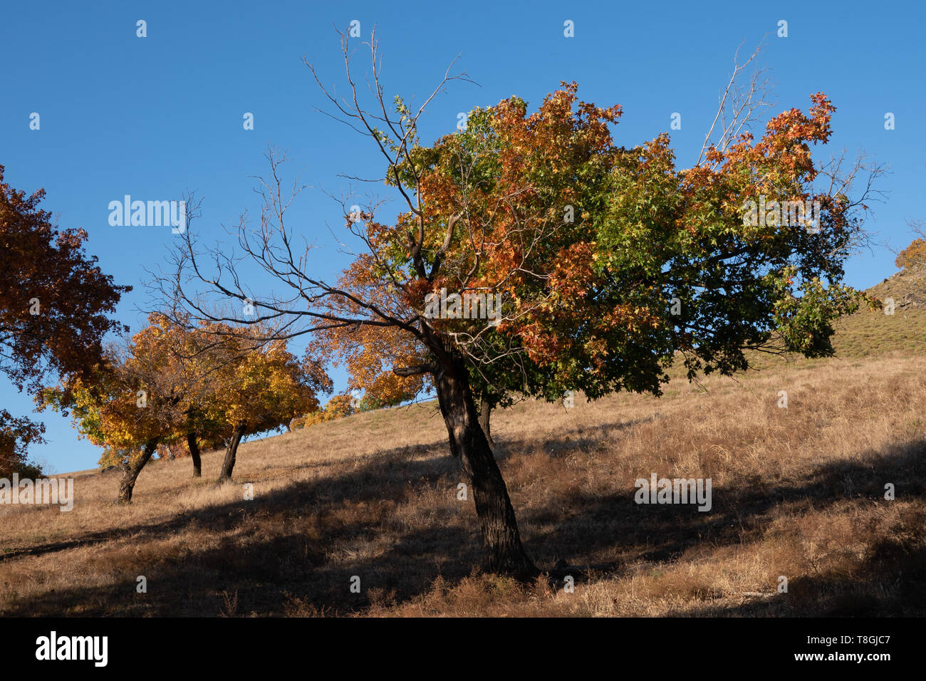 Maple tree forest against blue sky during autumn Stock Photo - Alamy