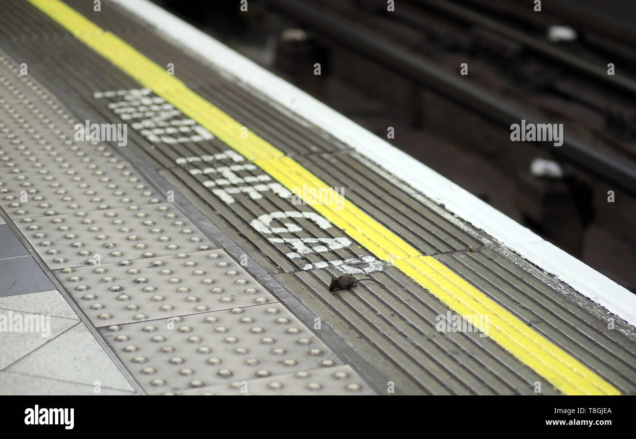Mouse underground london tube hi-res stock photography and images - Alamy