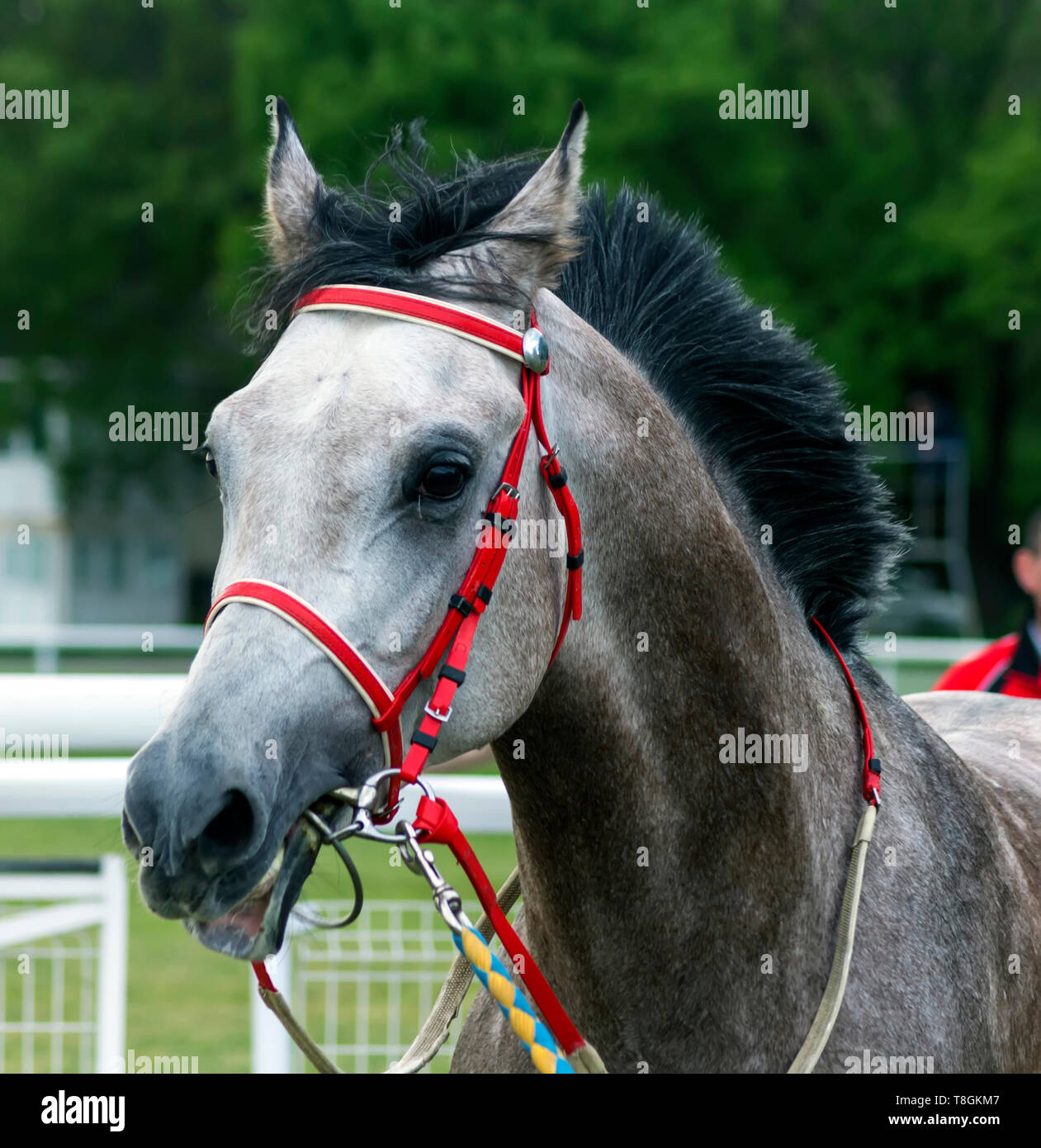 Portrait of a arabian horse Stock Photo - Alamy