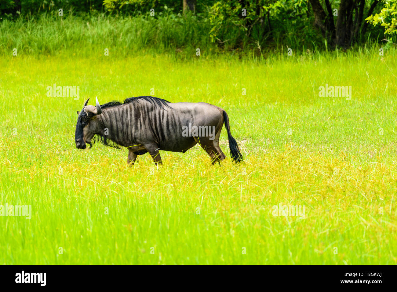 Deep grass hi-res stock photography and images - Alamy