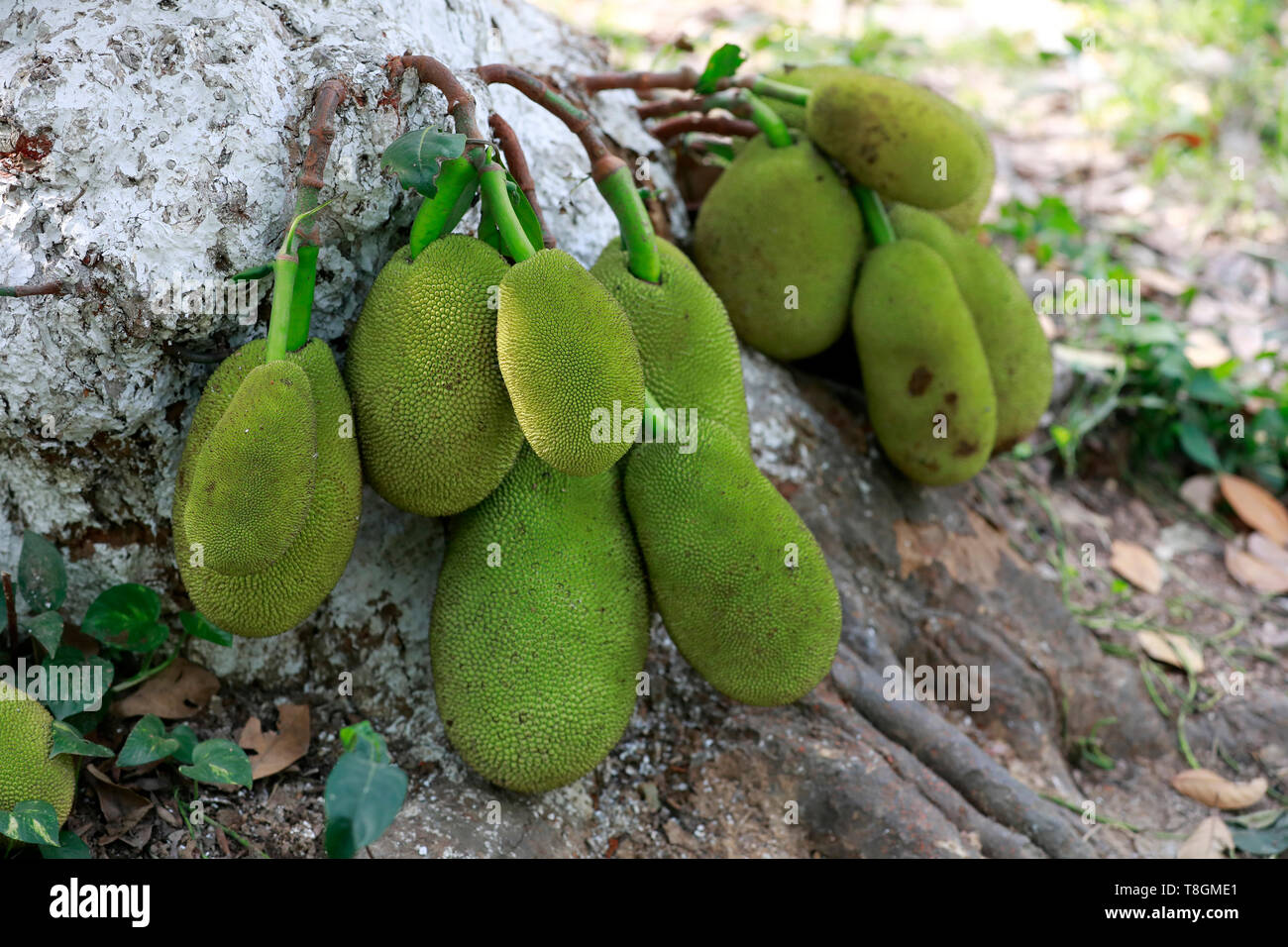 National fruits of bangladesh hi-res stock photography and images - Alamy