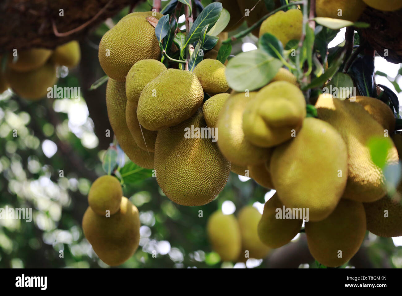 Dhaka, Bangladesh - May 11, 2019: Jackfruit is the national fruit of Bangladesh. It is a summer ...