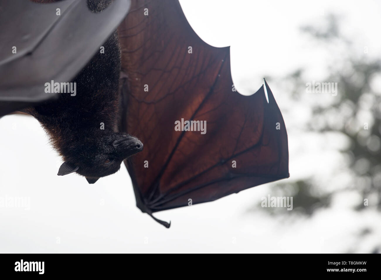 Large Flying Fox or fruit bat (Pteropus vampyrus) hanging in a tree at ...