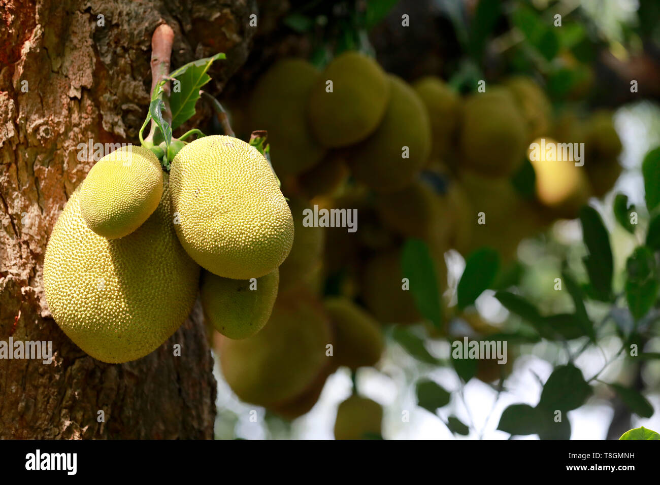 Dhaka, Bangladesh - May 11, 2019: Jackfruit is the national fruit of ...