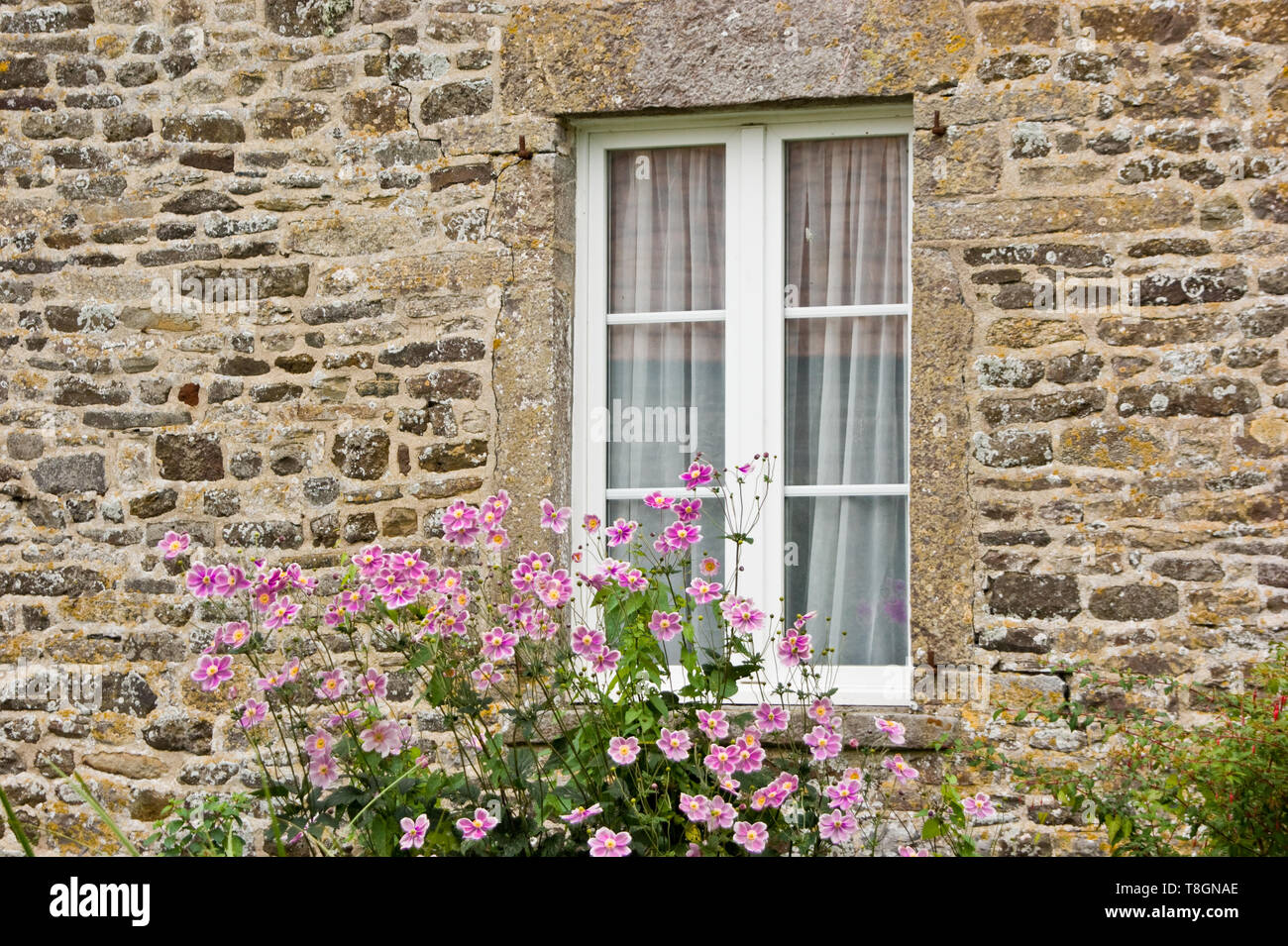 Rustic house with pink flowers in front of a window Stock Photo - Alamy