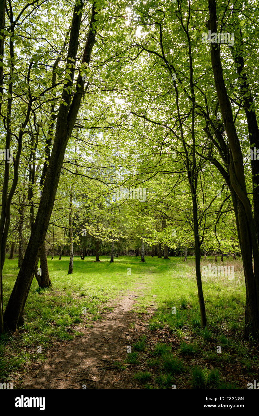 Sun rays shining through tree leaves in a natural UK Woodland Stock ...