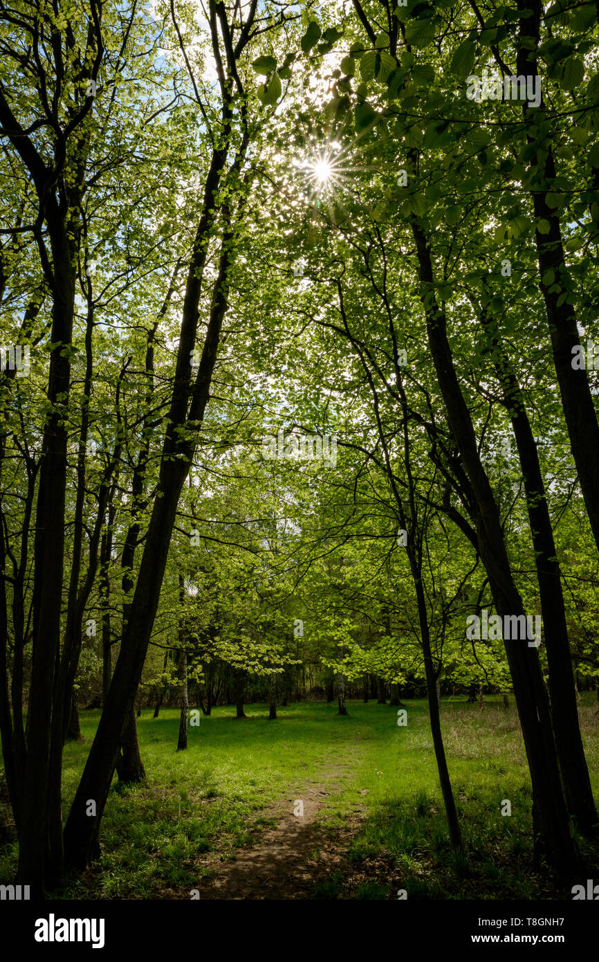 Sun rays shining through tree leaves in a natural UK Woodland Stock ...