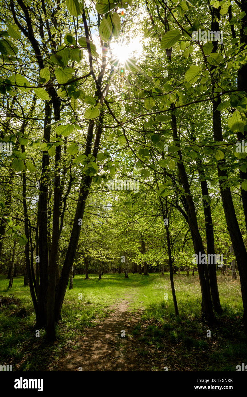 Sun rays shining through tree leaves in a natural UK Woodland Stock ...