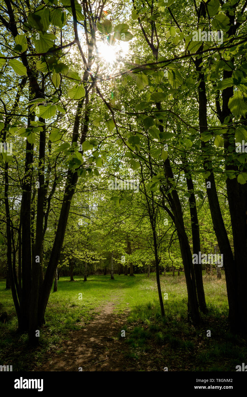 Sun rays shining through tree leaves in a natural UK Woodland Stock ...