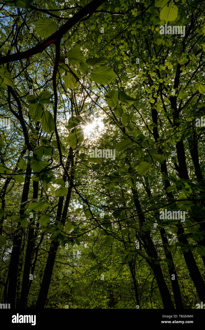 Sun rays shining through tree leaves in a natural UK Woodland Stock ...