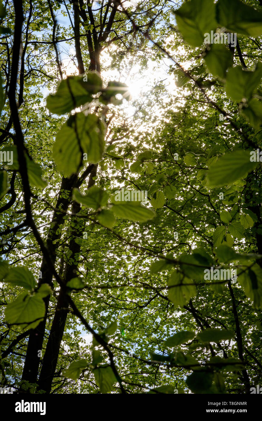 Sun rays shining through tree leaves in a natural UK Woodland Stock ...