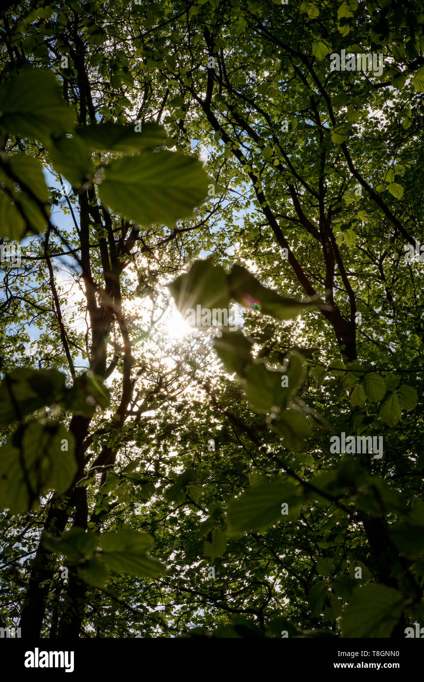 Sun rays shining through tree leaves in a natural UK Woodland Stock ...