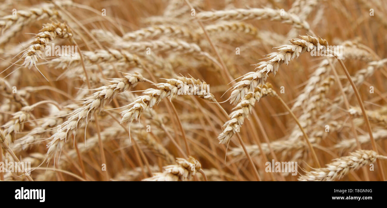 Ears golden wheat on hi-res stock photography and images - Alamy