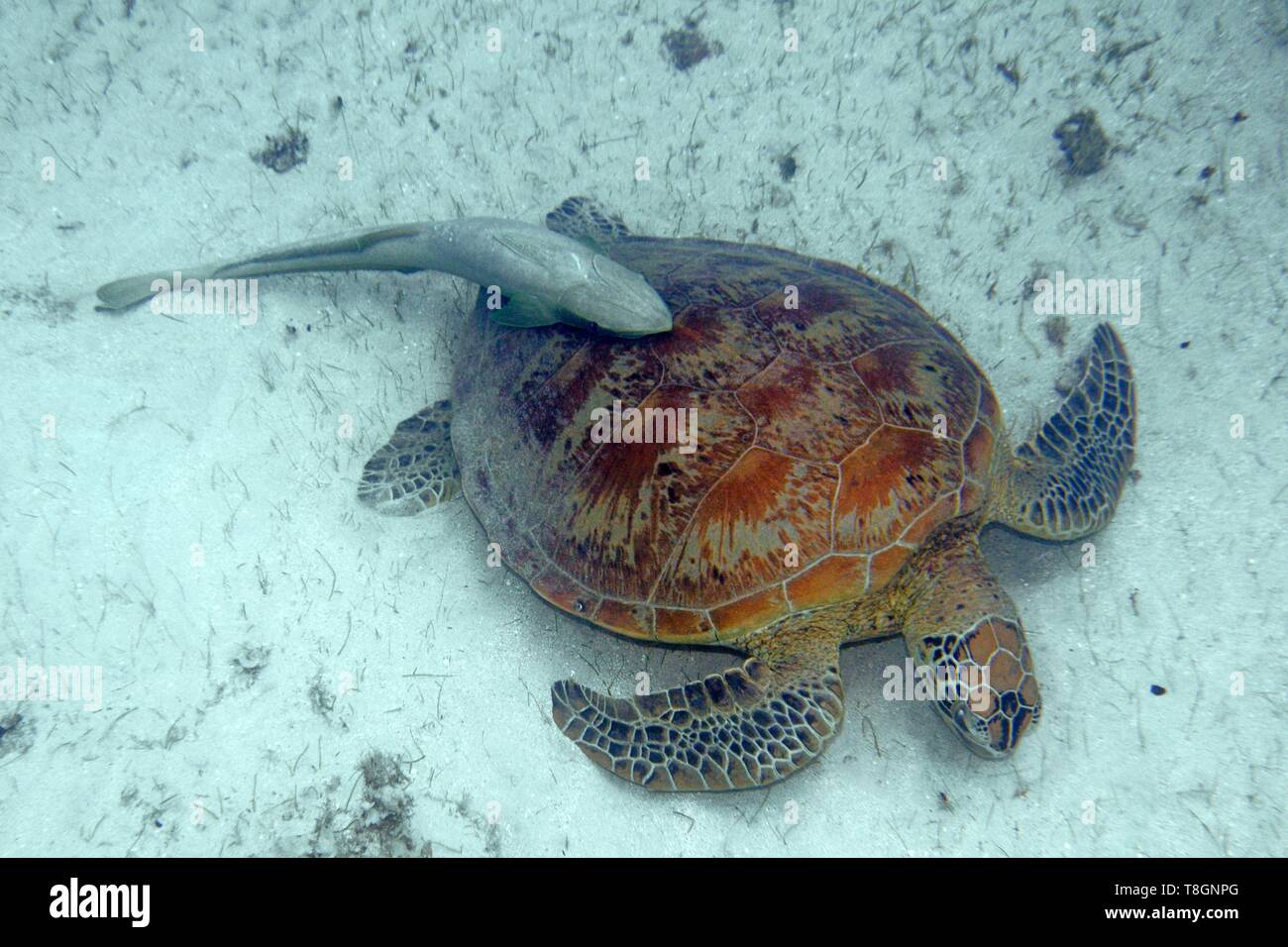 Pilot fish hi-res stock photography and images - Alamy