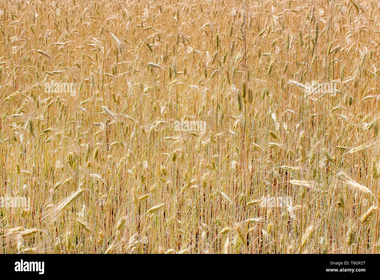 Crop eared hi-res stock photography and images - Alamy