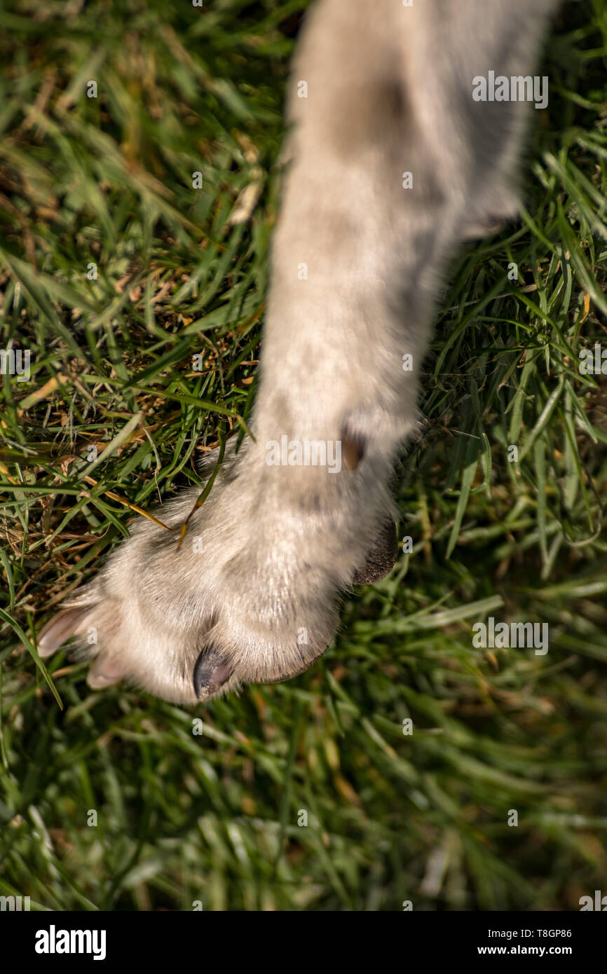 Dogs paw on grass hi-res stock photography and images - Alamy