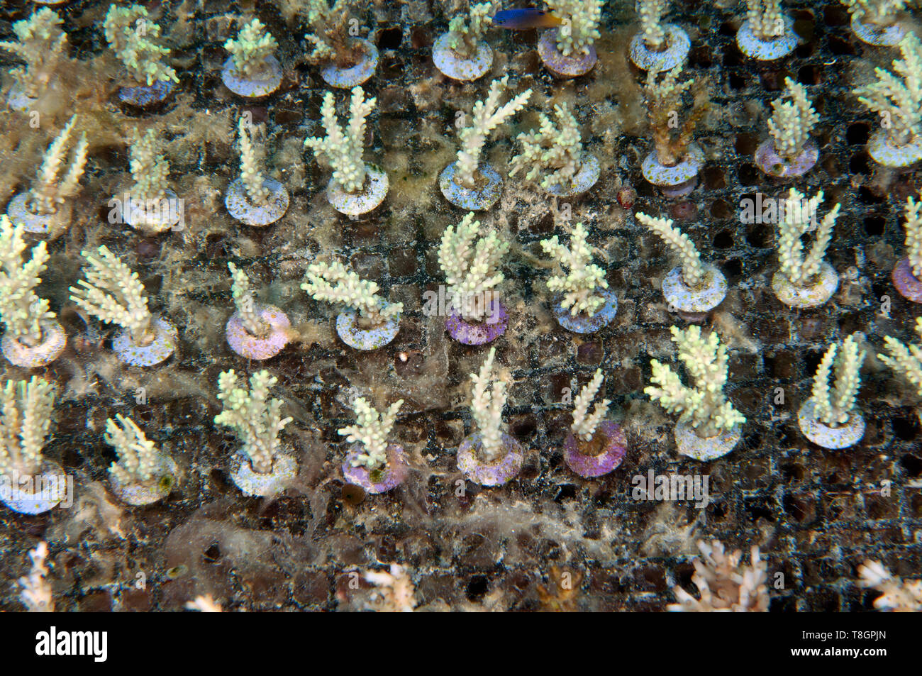Underwater coral farm, Pohnpei, Federated States of Micronesia Stock ...