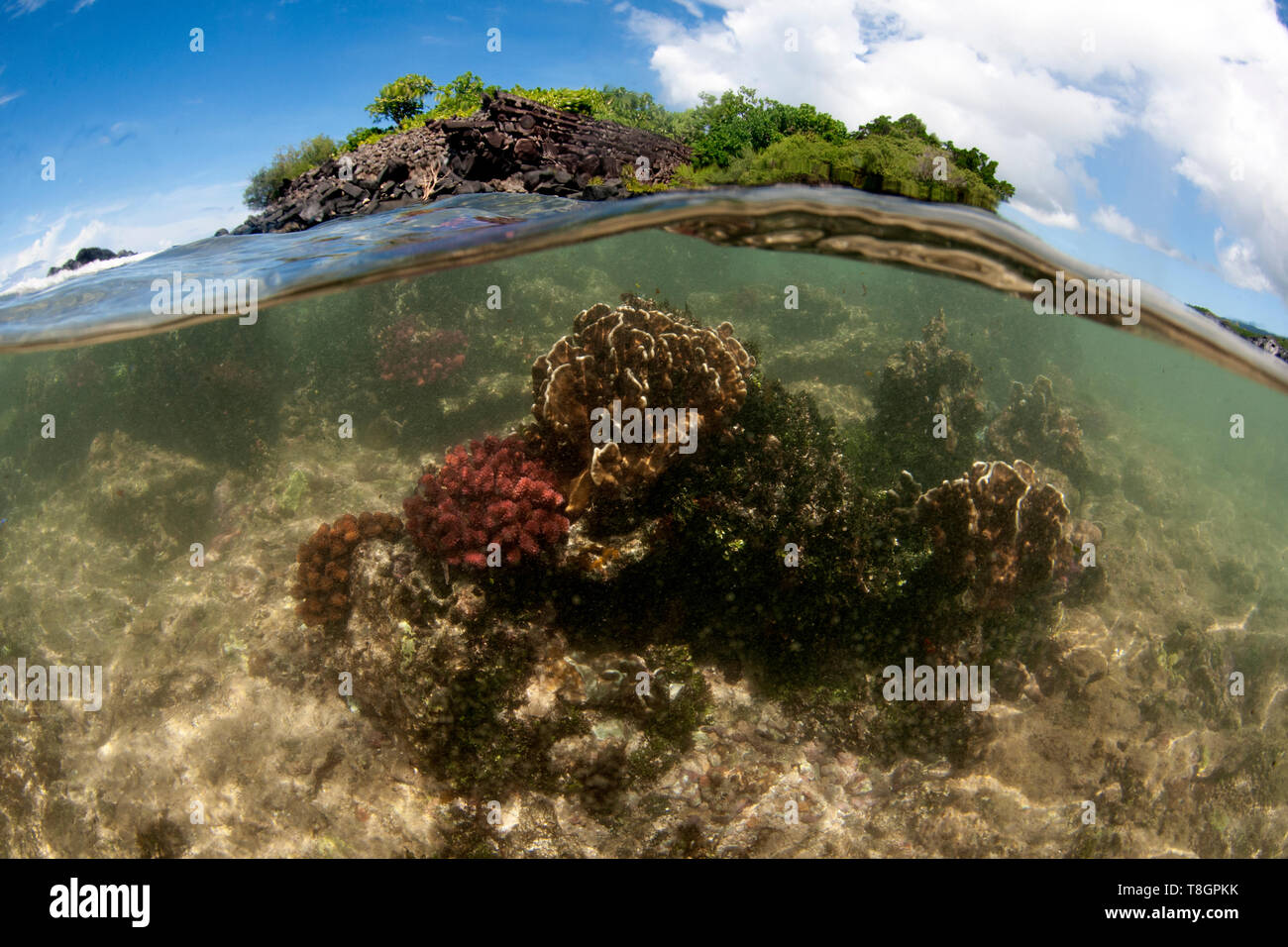 Ancient coral reef hi-res stock photography and images - Alamy