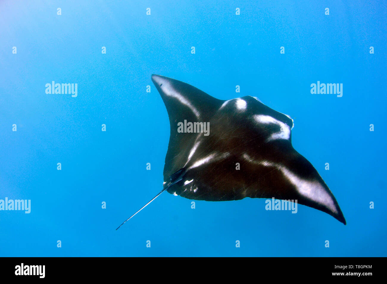 Manta ray, Manta birostris, Manta Road, Mwand Pass, Pohnpei, Federated ...