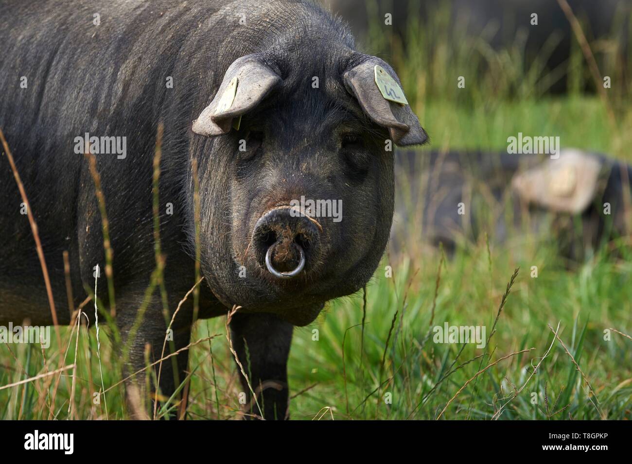 France, Haute Garonne, Saman, Jean Baptiste Aries, black pig farmer of ...