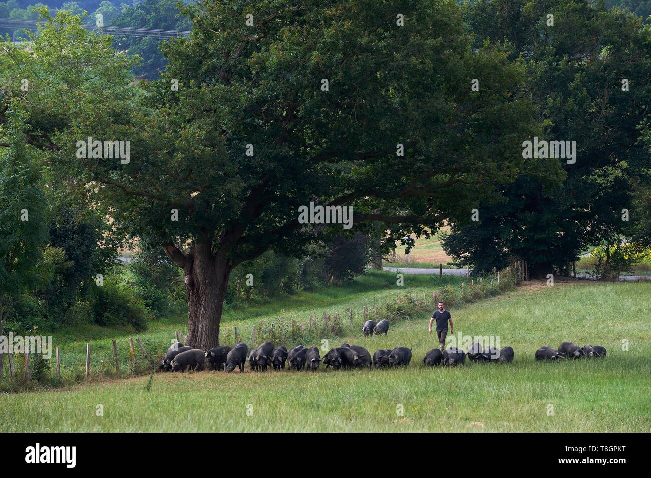 France, Haute Garonne, Saman, Jean Baptiste Aries, black pig farmer of ...