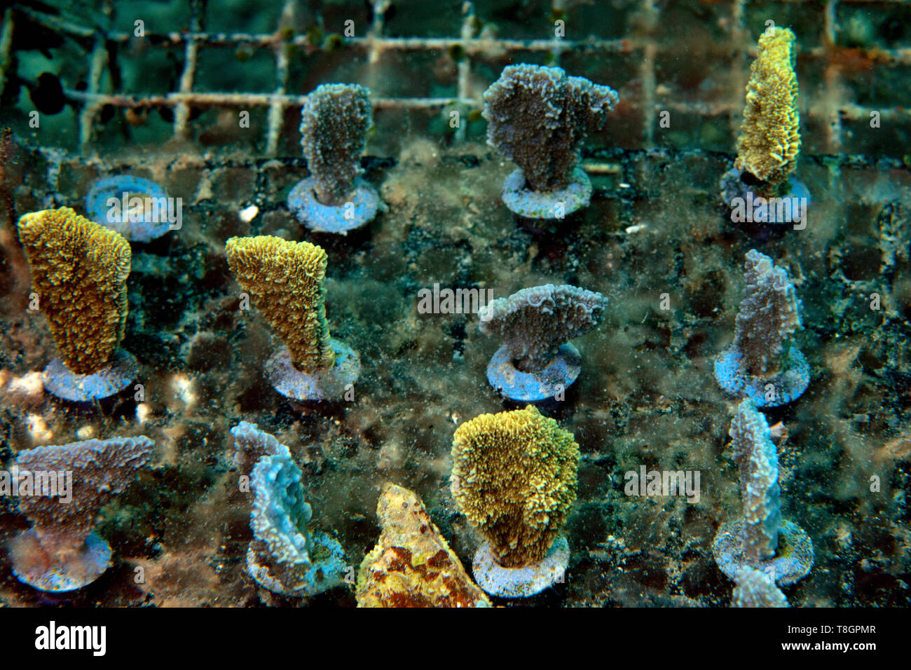 Coral buds being farmed in the lagoon, Pohnpei, Federated States of ...