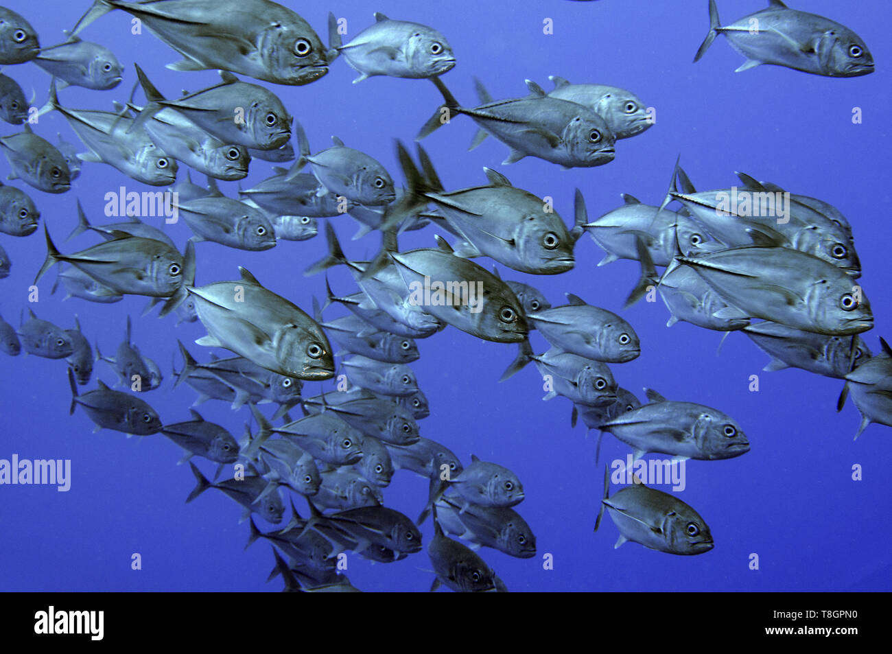 Micronesia fish hi-res stock photography and images - Alamy