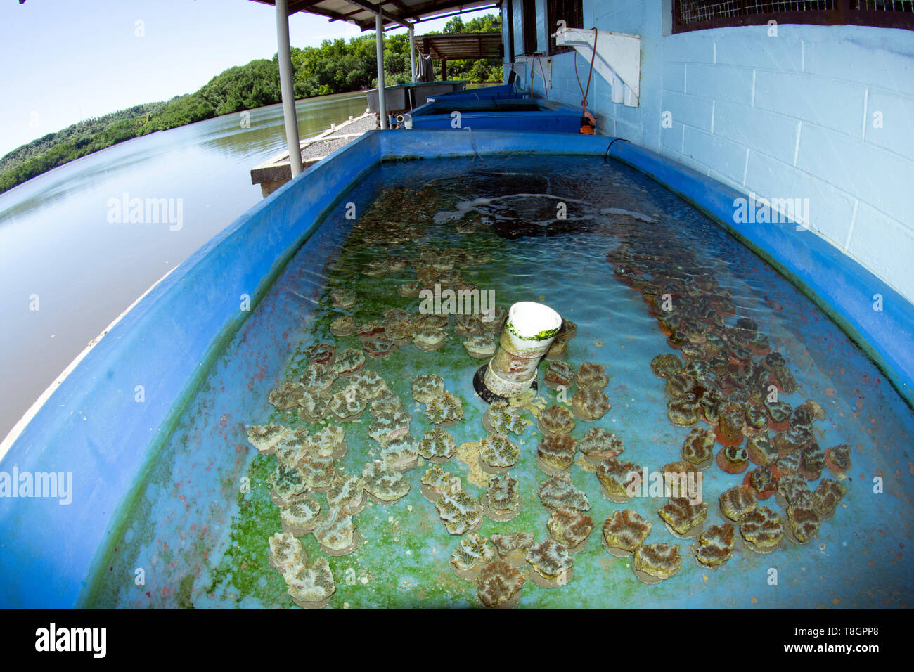 Coral Farming High Resolution Stock Photography and Images - Alamy