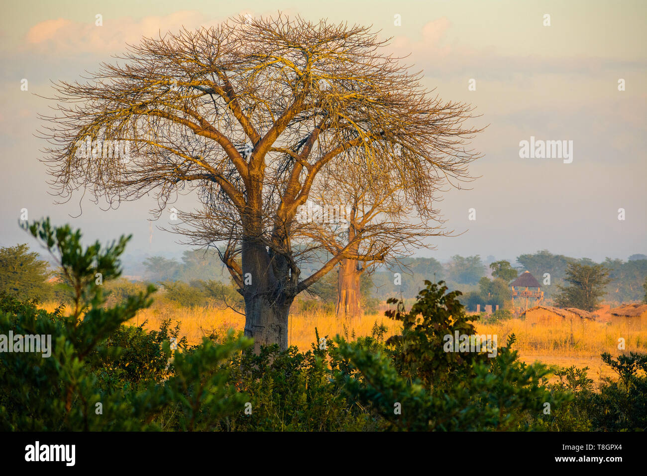 large baobab tree seen in early evening light on the edge of Liwonde ...