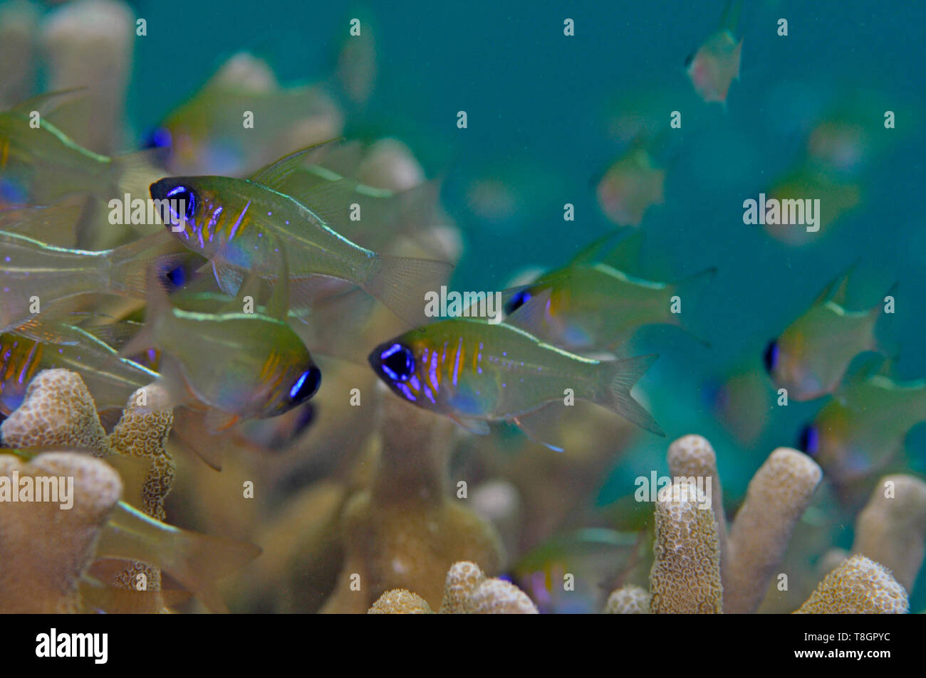 Zoramia leptacantha hi-res stock photography and images - Alamy