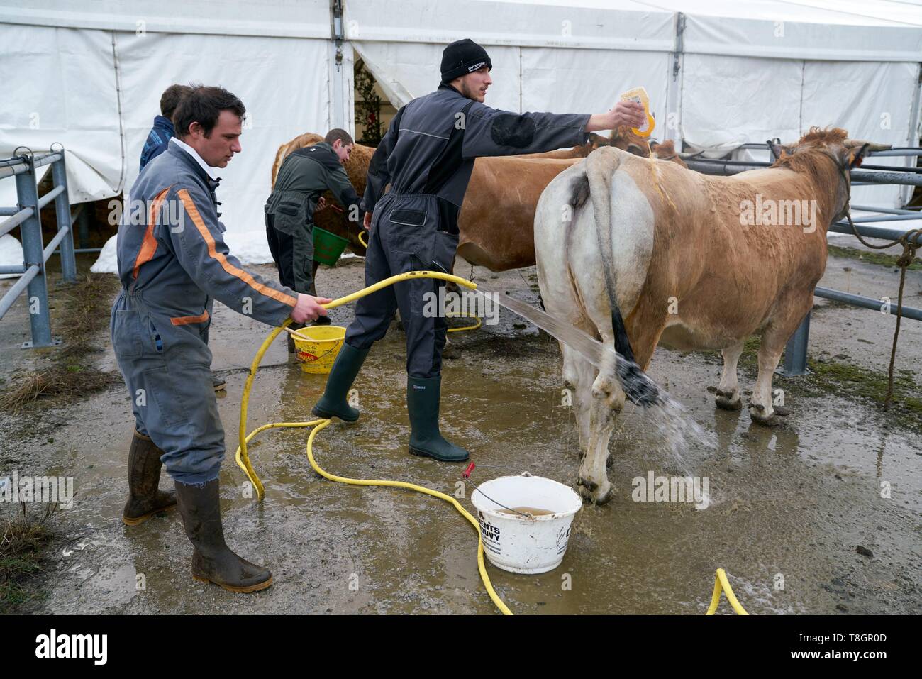 France, Aveyron, Laguiole, Easter Beef Festival, arrival of Aubrac cows ...