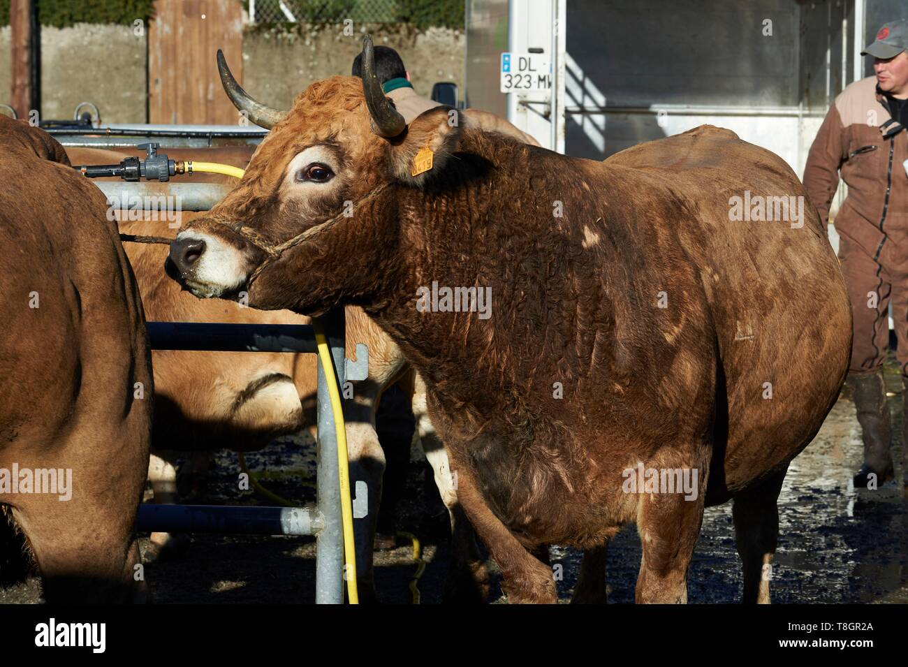 France, Aveyron, Laguiole, Easter Beef Festival, arrival of Aubrac cows ...