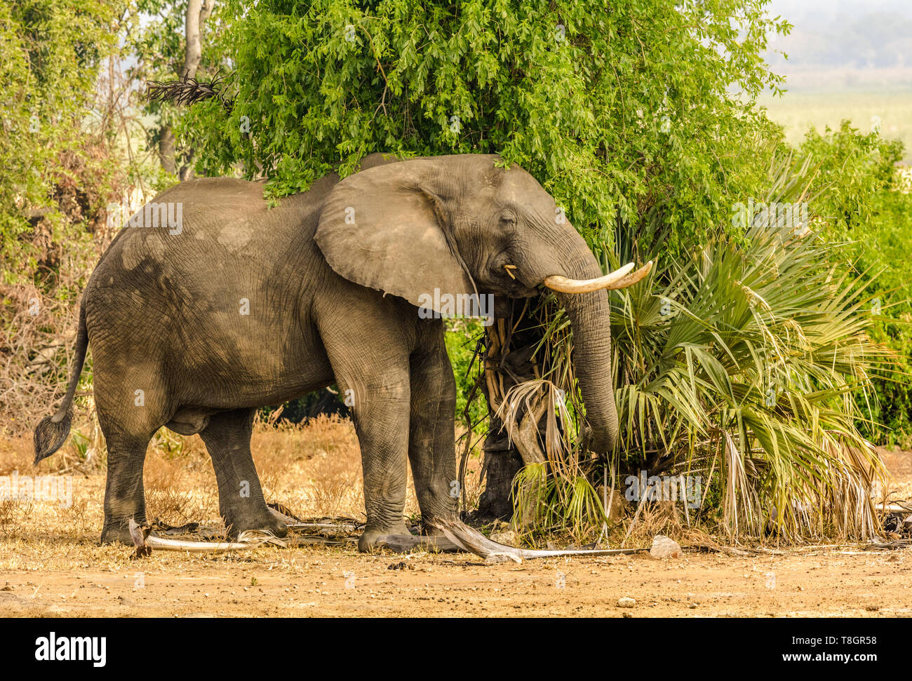 large bull elephant grazing a palm tree in Liwonde National Park ...