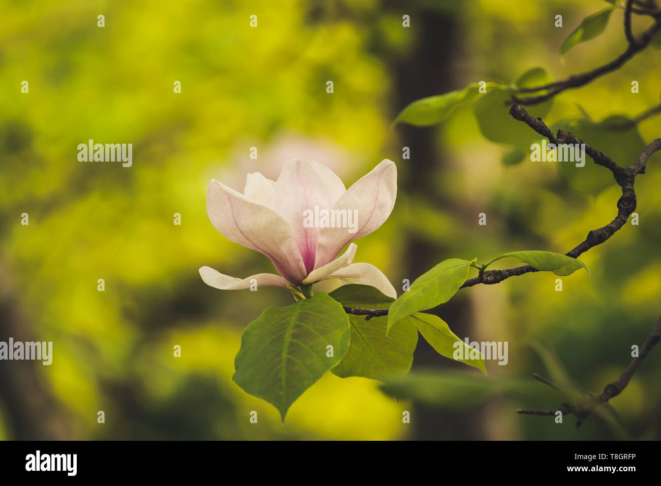 Magnolia spring flowers Stock Photo - Alamy