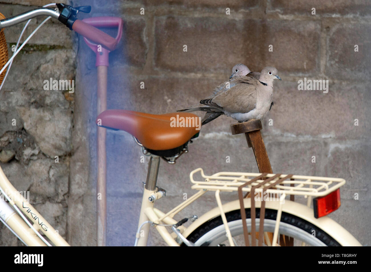 Mourning dove flying hi-res stock photography and images - Alamy