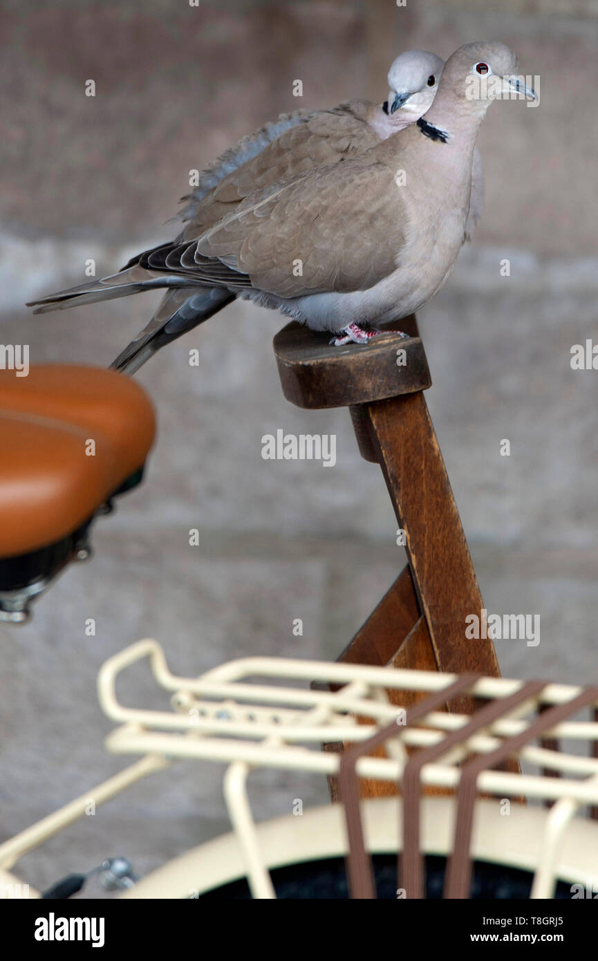 Mourning dove flying hi-res stock photography and images - Alamy
