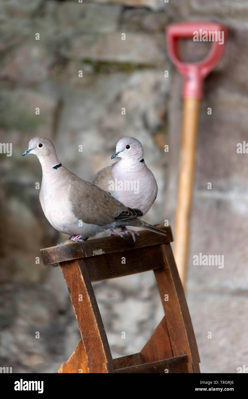 Mourning collared doves hi-res stock photography and images - Alamy