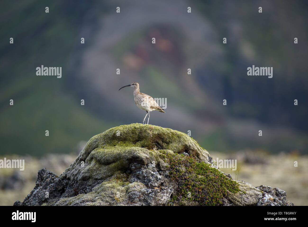 Iceland, Western Region, Snaefellness, Kolgrafavegur, European Curlew ...