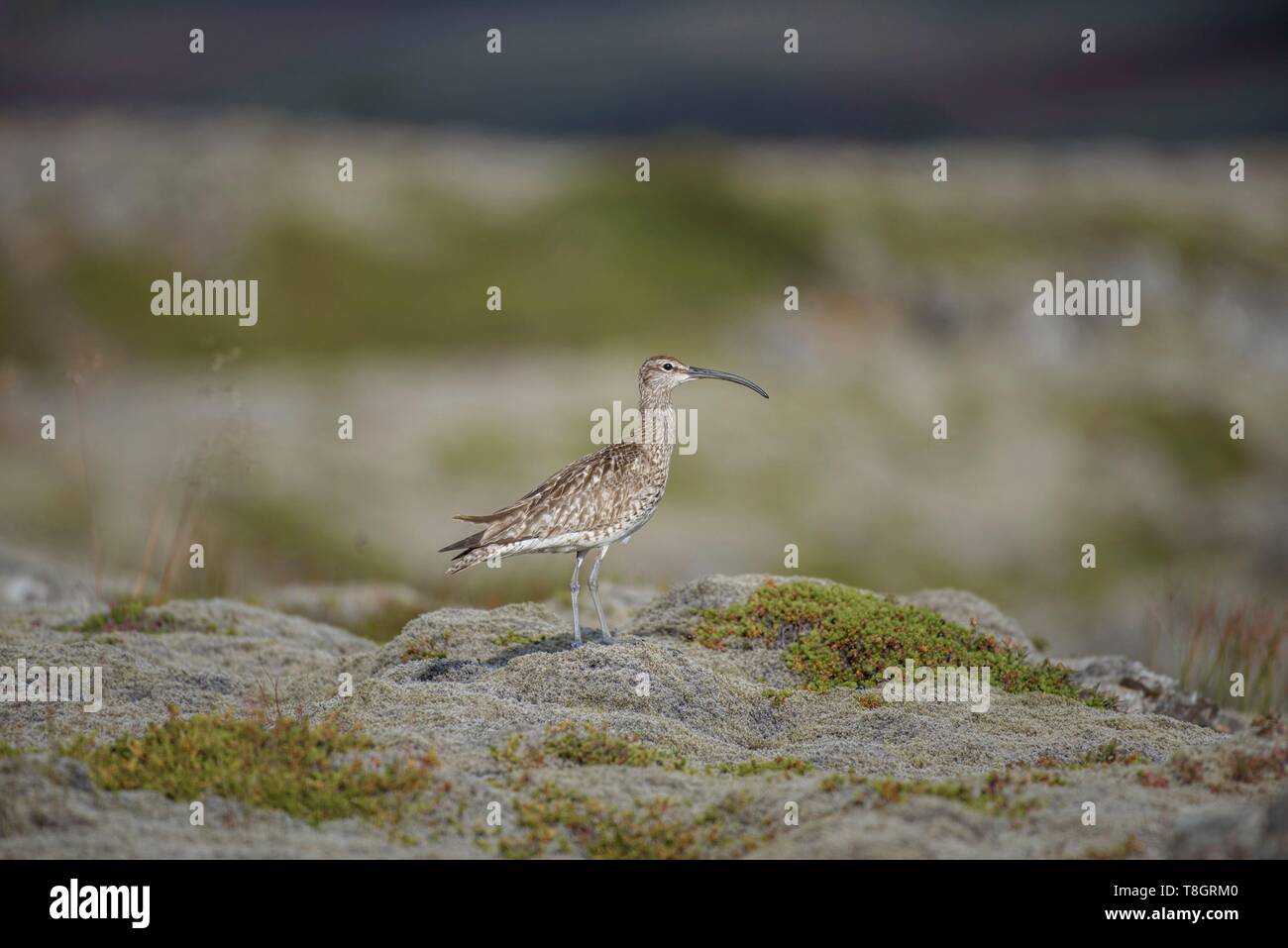 Iceland, Western Region, Snaefellness, Kolgrafavegur, European Curlew ...