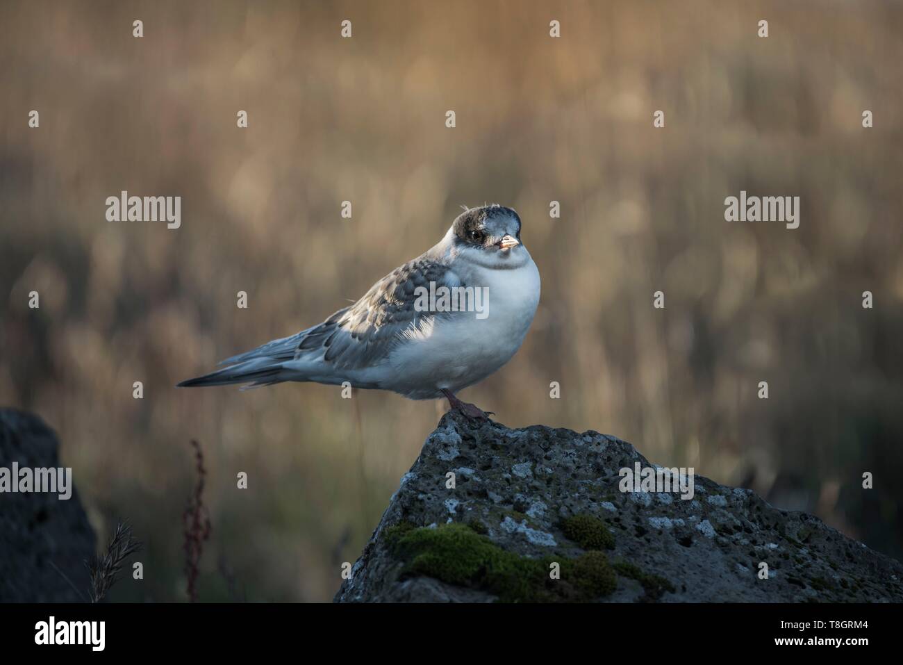 Snaefellness peninsula hi-res stock photography and images - Alamy