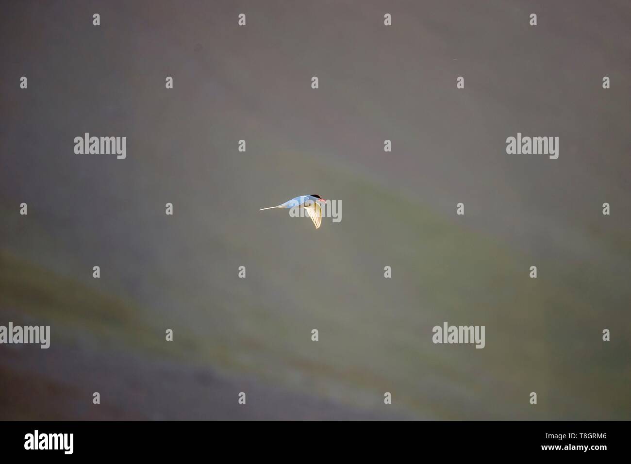 Snaefellness peninsula hi-res stock photography and images - Alamy