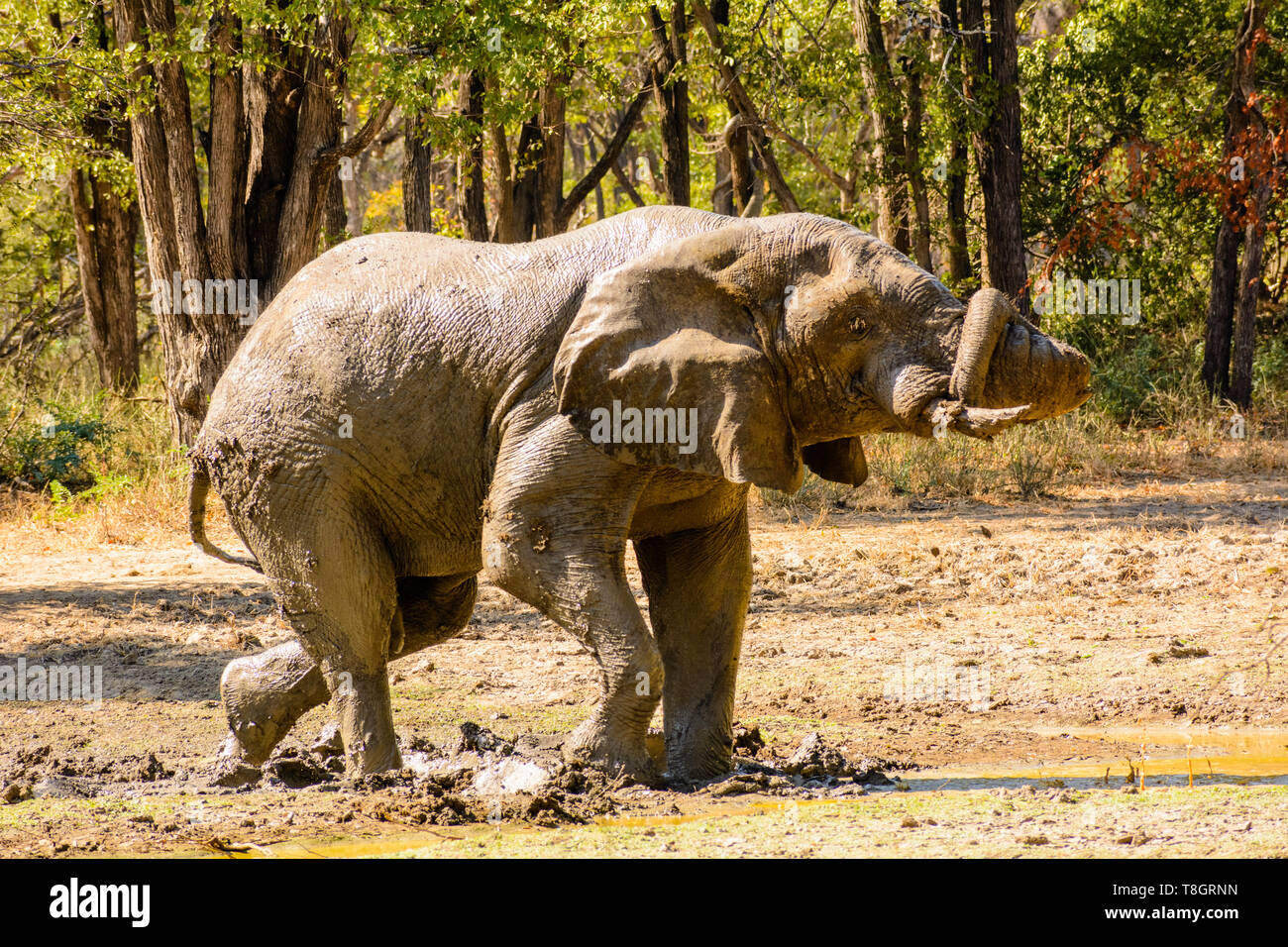 muddy bull elephant playing in the water of a small pool in the bush ...