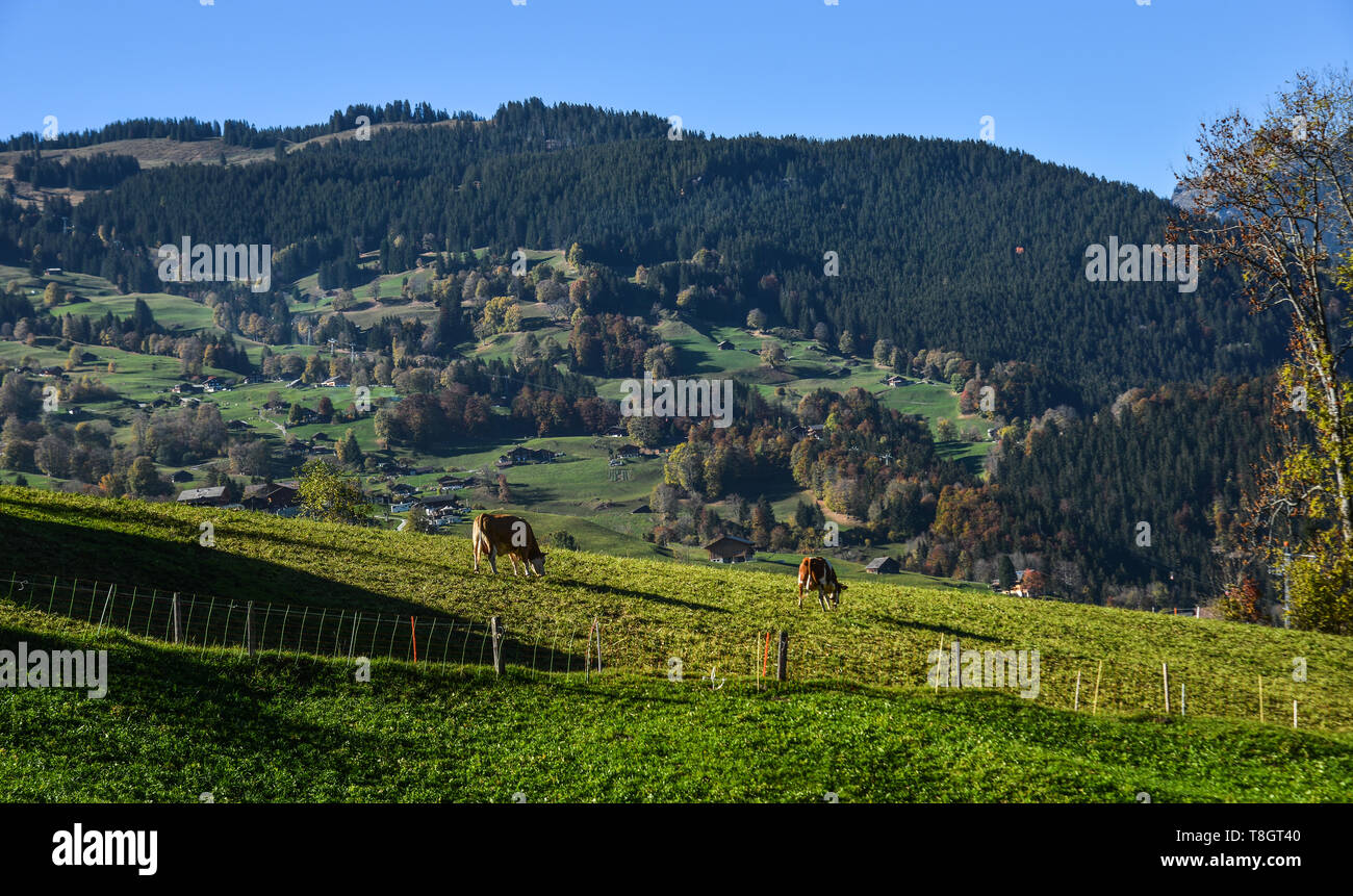 Mountainscape of Grindelwald, Switzerland. Pretty Swiss Grindelwald ...