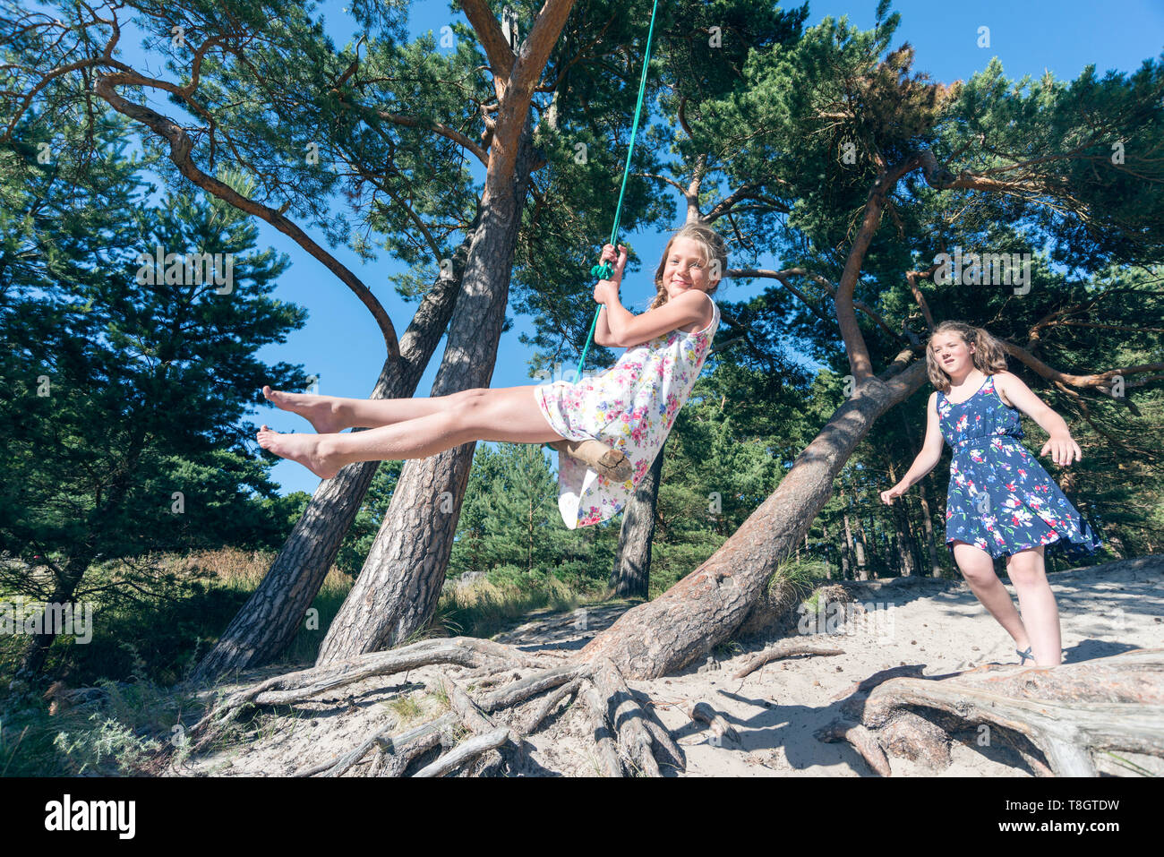 two child girls have fun with rope swing under big pine tree by summer ...