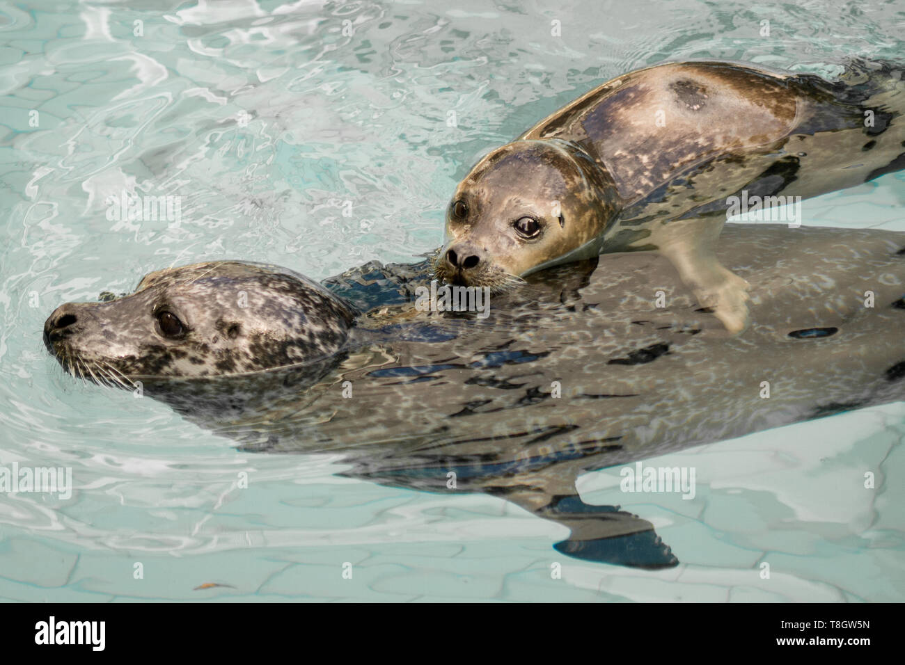 Seals Swimming in the Water Stock Photo - Alamy
