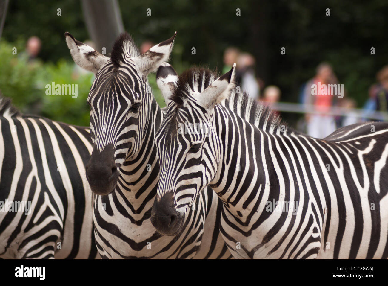 Two Zebras photographed in a zoo Stock Photo - Alamy