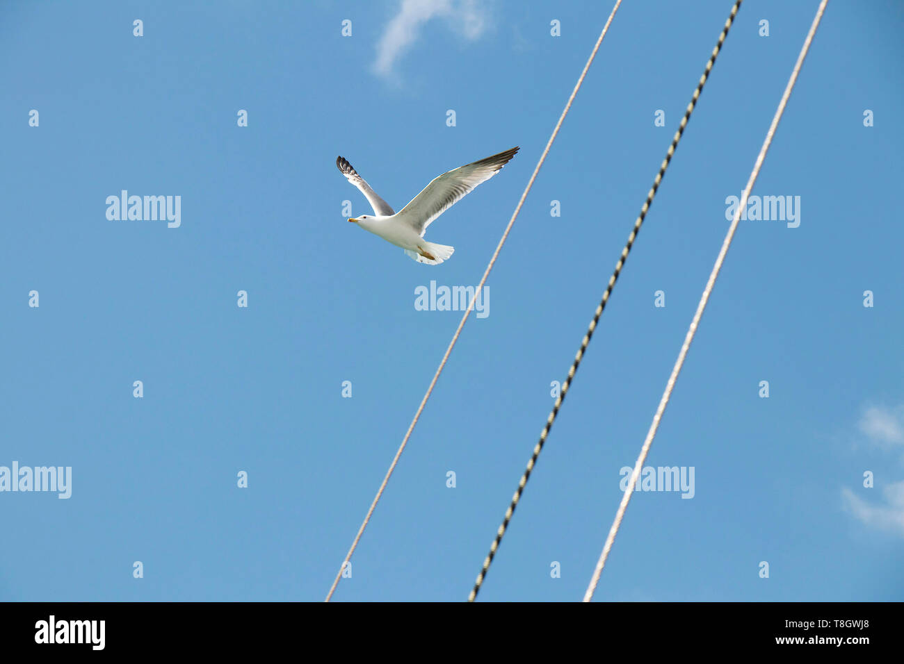 One seagull flying in the sky above the sailing boat in adventure Stock ...
