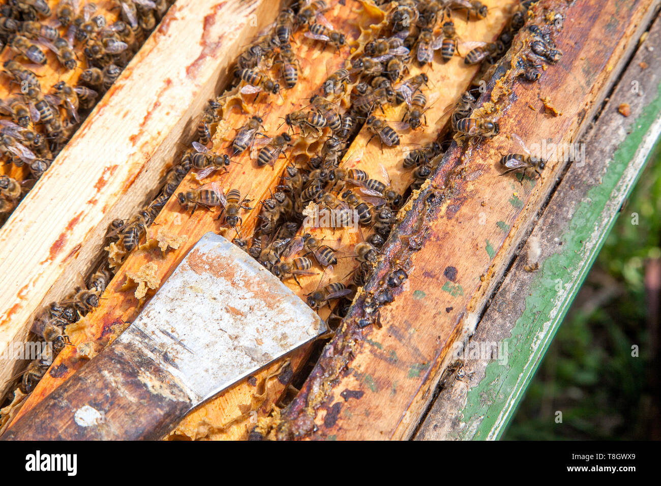 Frames of a beehive. Close up view of the opened hive body showing the ...