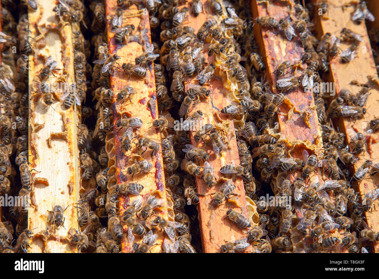 Frames of a beehive. Close up view of the opened hive body showing the ...