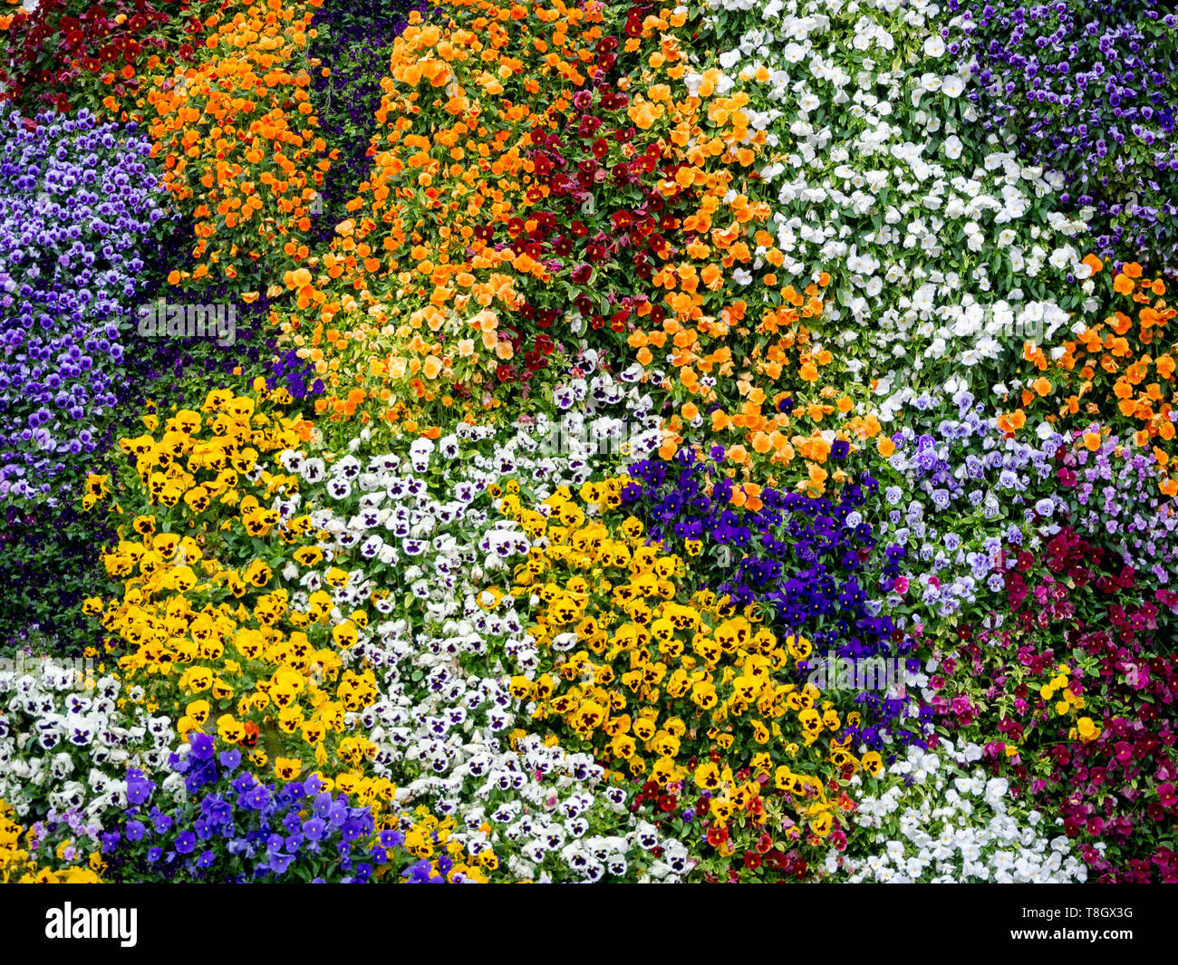 background and texture of colorful flowers Stock Photo - Alamy